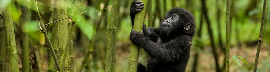 Why Mountain Gorillas Were Going Extinct | Key Factors