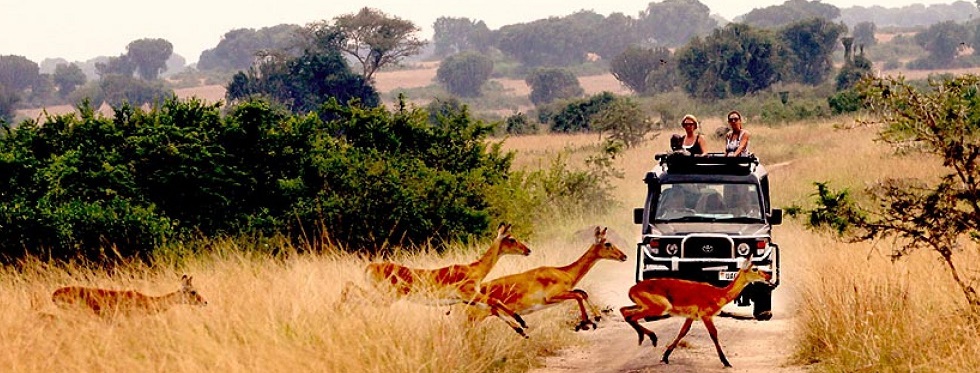 4-Day Gorilla Trekking & Wildlife Safari from Kigali