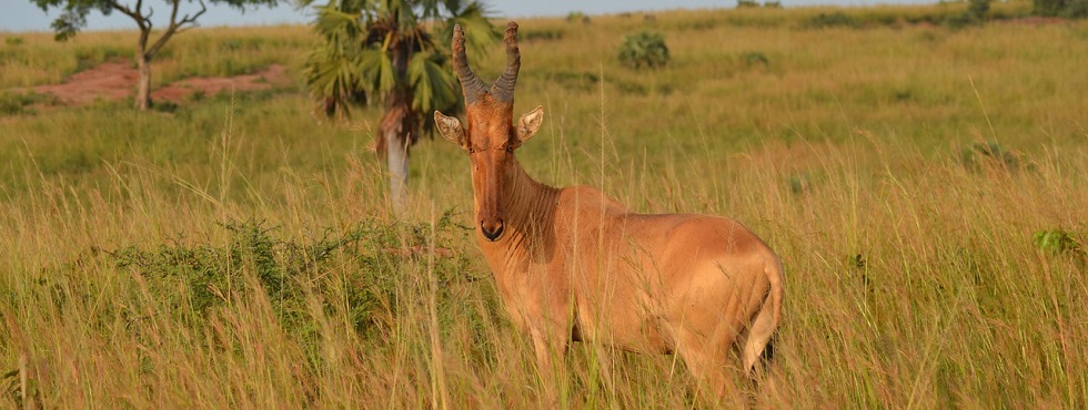 Best Time to Visit Uganda & Rwanda | Travel Seasons