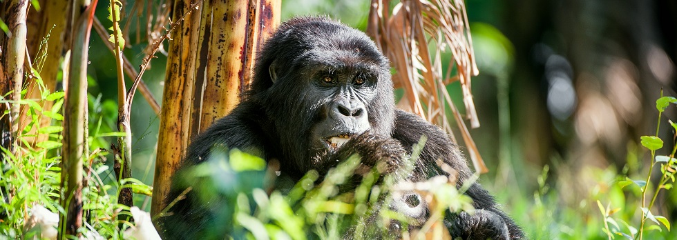 Why Gorillas Are Poached | Key Reasons & Impact