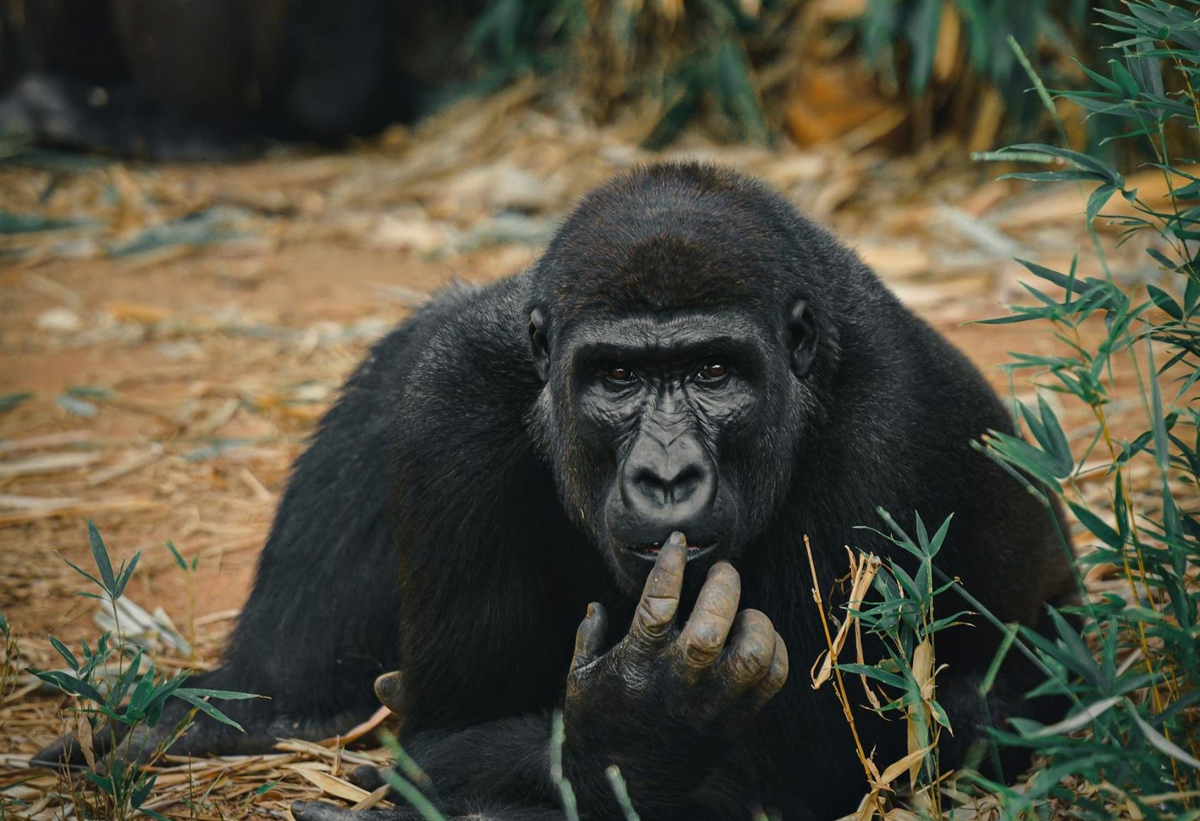 Gorilla Species | Types & Where to See Them