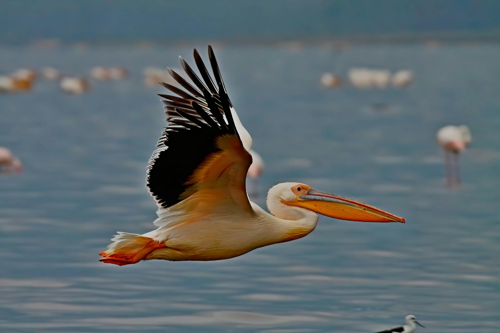8-Day Kenya Birding Safari | Lake Nakuru to Victoria