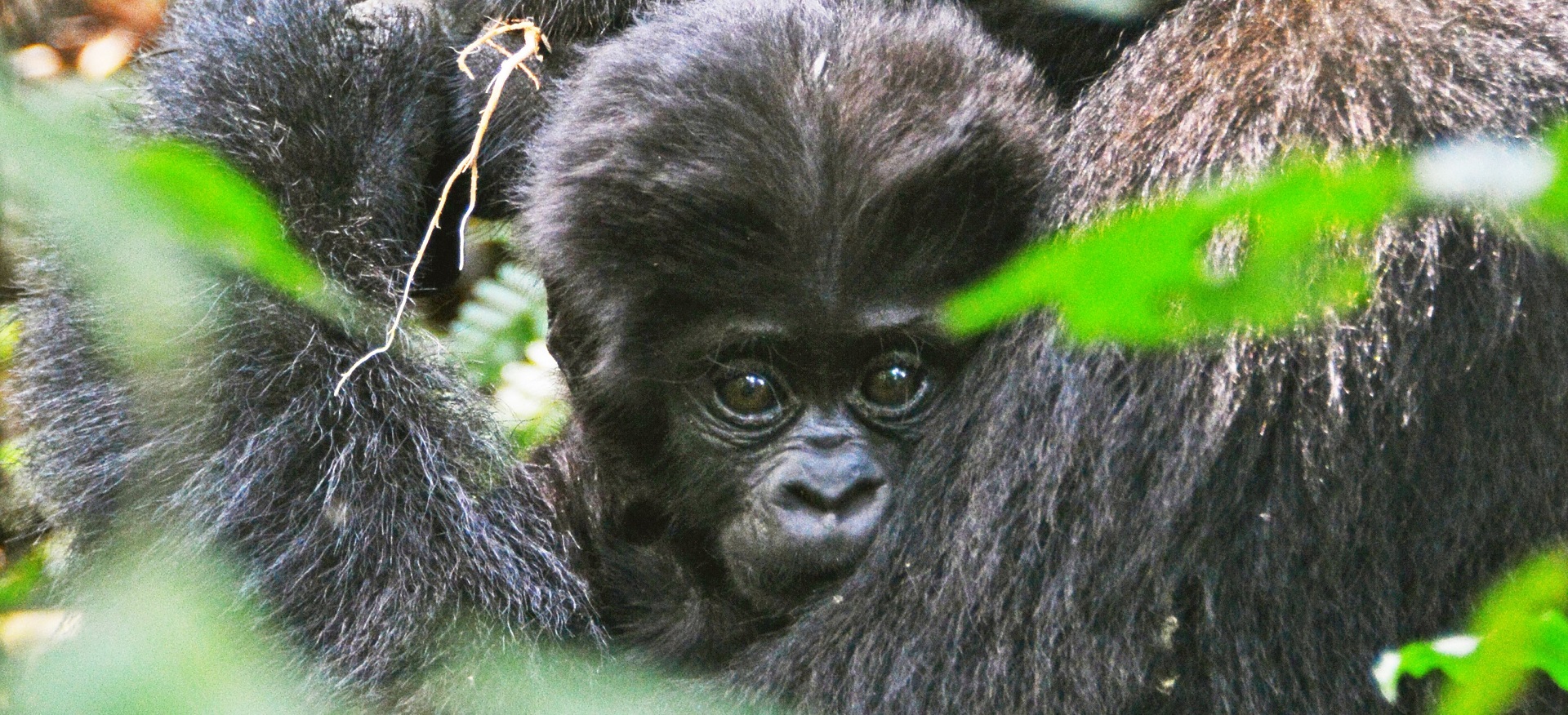 Mishaya Gorilla Family | Bwindi's Fierce Group