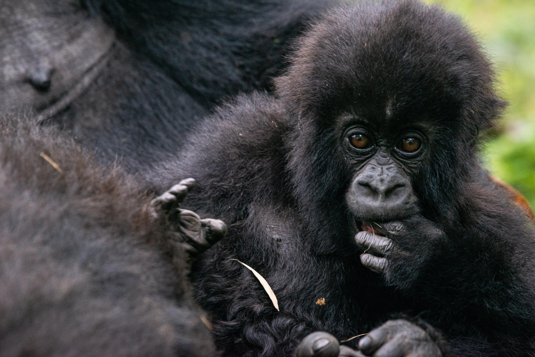 Pablo Gorilla Family | Volcanoes Park's Historic Group