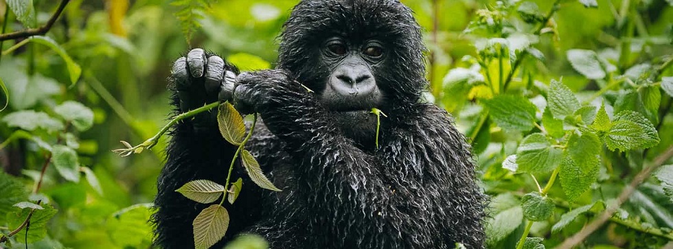 2024 Guide to Rwanda Gorilla Groups & Families
