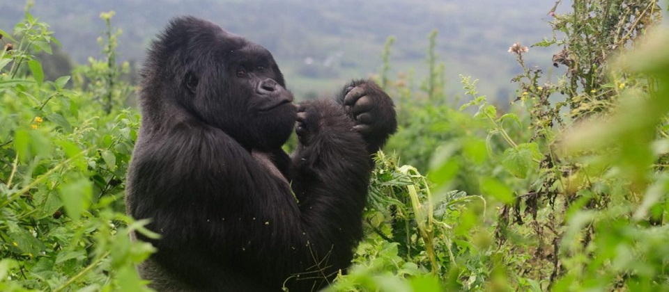 Nkuringo Sector Gorilla Trekking | Bwindi Guide