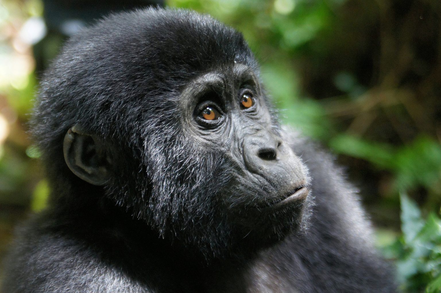 Nshongi Gorilla Group | Bwindi's Pioneer Family