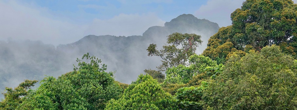 Nyungwe Forest National Park: Chimpanzee Trekking Safaris