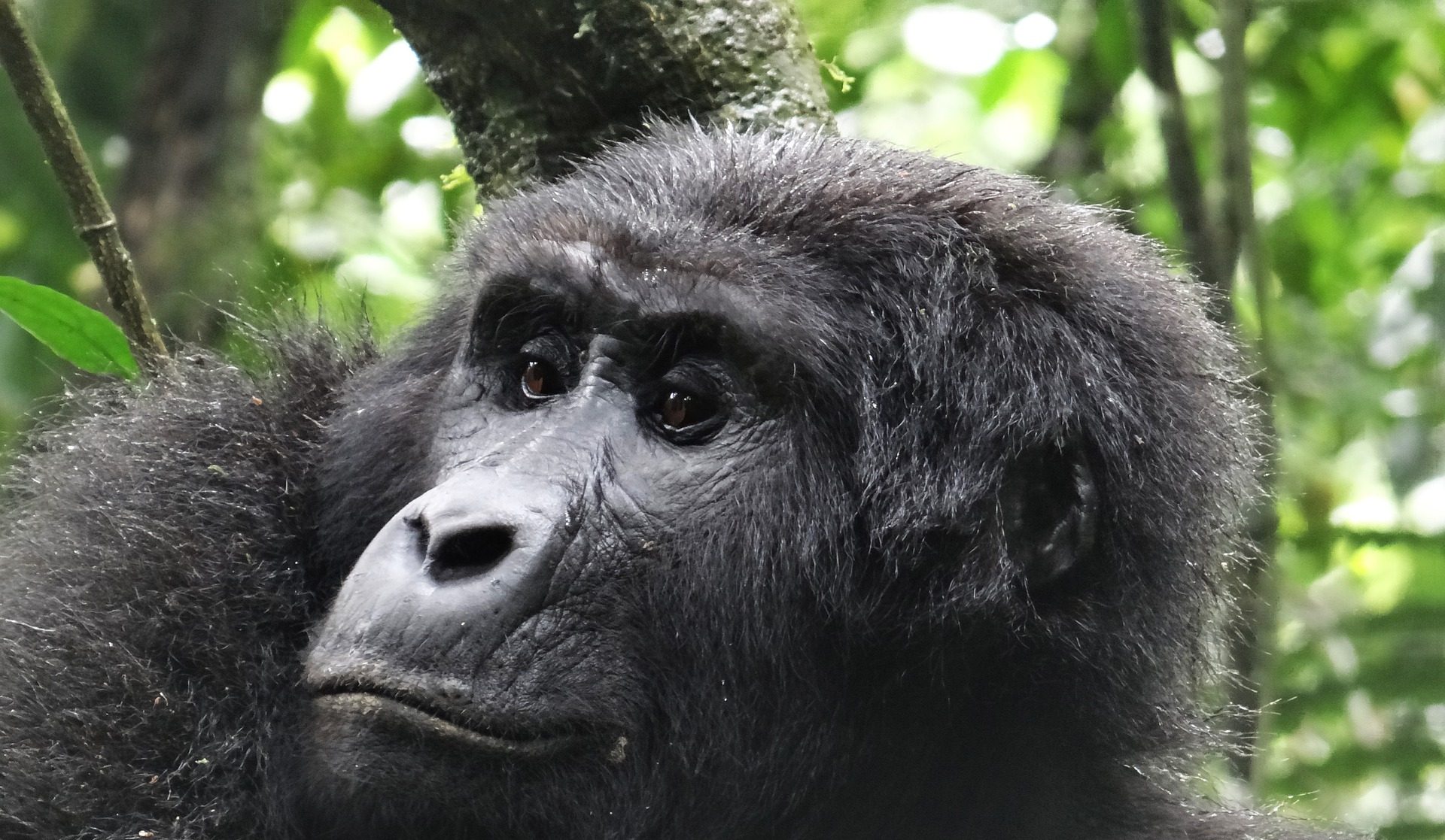 Gorilla Species | Types & Where to See Them