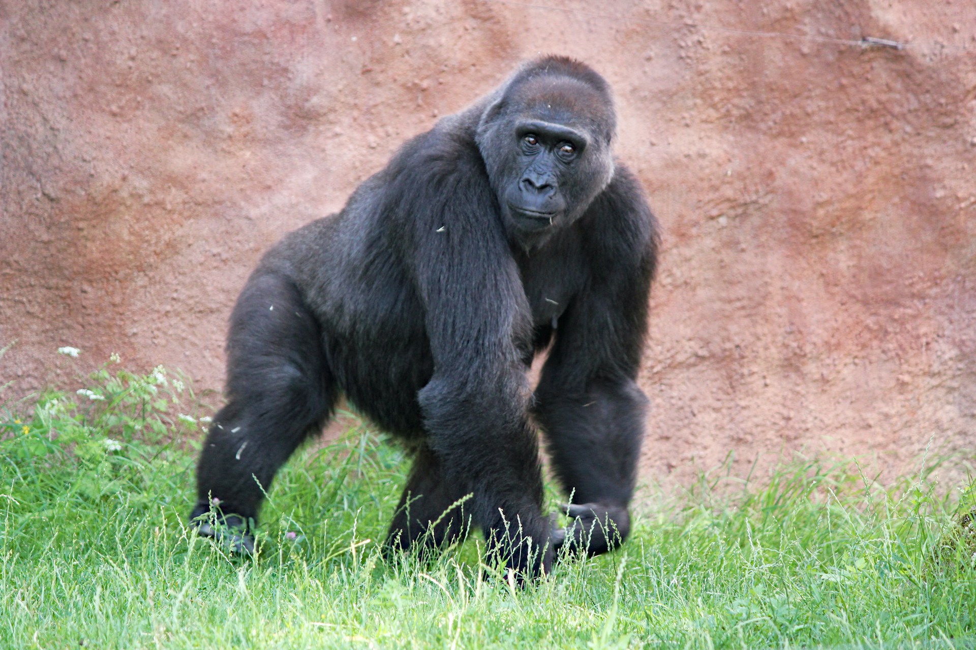 Gorilla Species | Types & Where to See Them