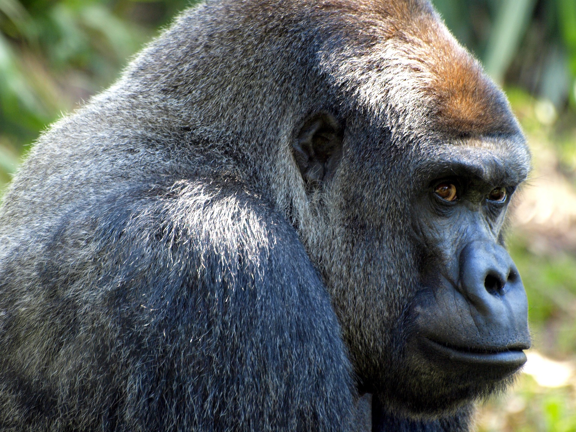 Why Gorillas Are Poached | Causes & Conservation Guide
