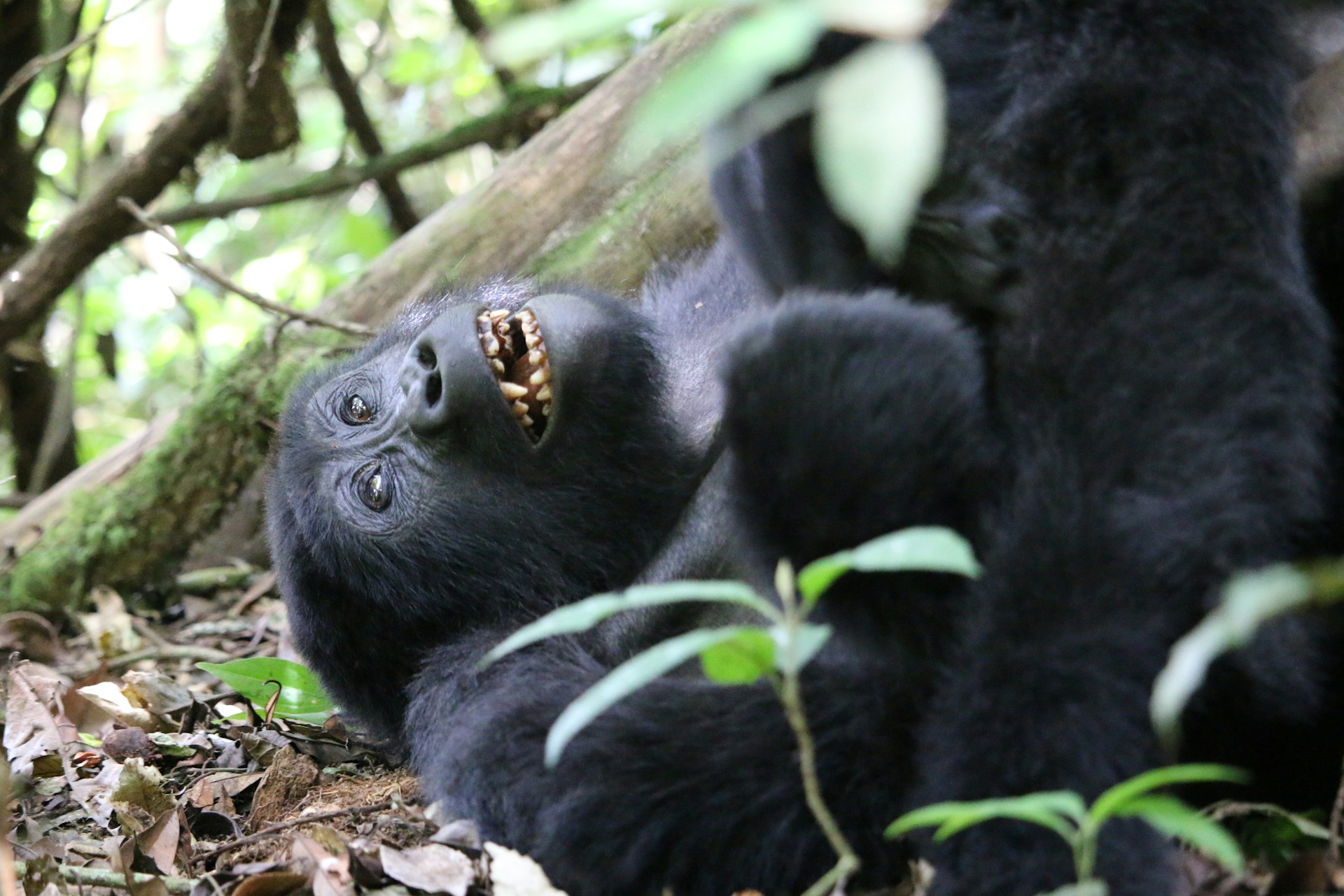 Rwanda Gorilla Groups | Full List & Trekking Guide
