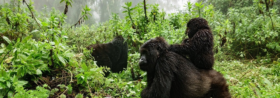 The Mapuwa Gorilla Group of Virunga National Park in Congo
