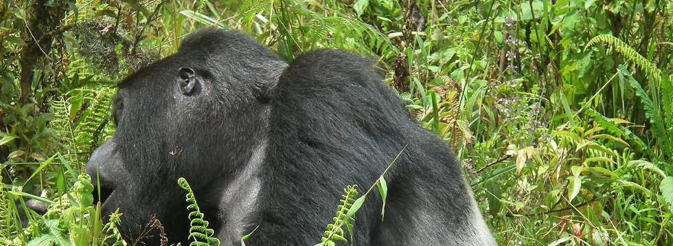 Mishaya Gorilla Family | Bwindi's Fierce Group