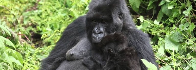 The Pablo Gorilla Family of Volcanoes National Park Rwanda