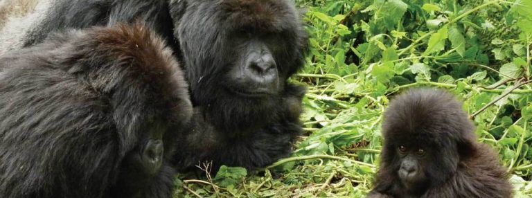 Ugenda Gorilla Group - Gorilla Trekking Uganda From Kigali
