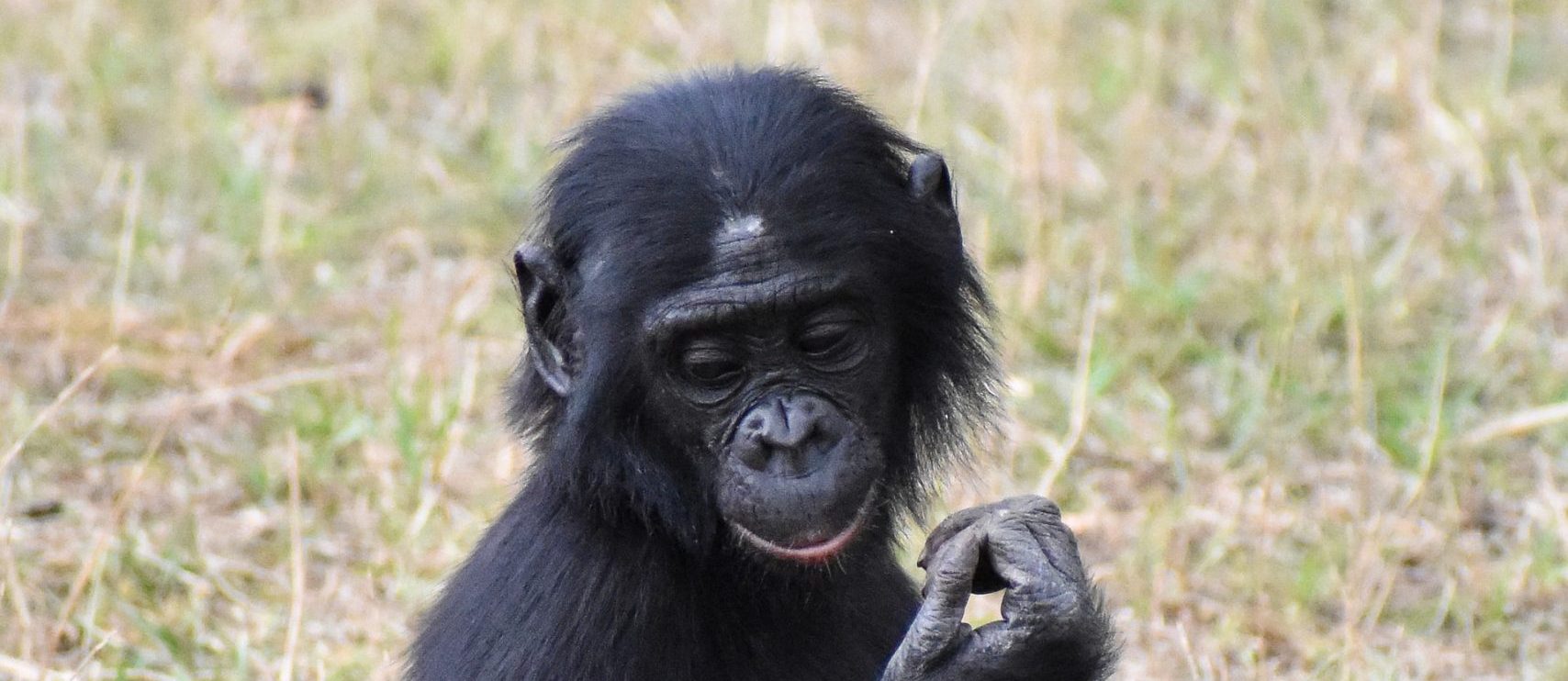 3 Days Bonobo Chimpanzee Trekking in DR Congo