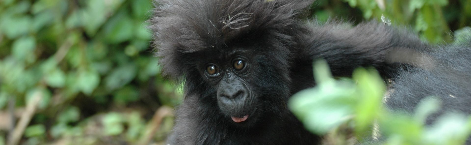 5-Day Virunga Gorilla Trek & Nyiragongo Hiking Tour