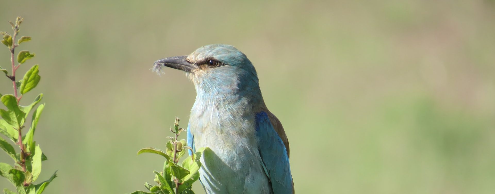 8-Day Kenya Birding Safari | Lake Nakuru to Victoria
