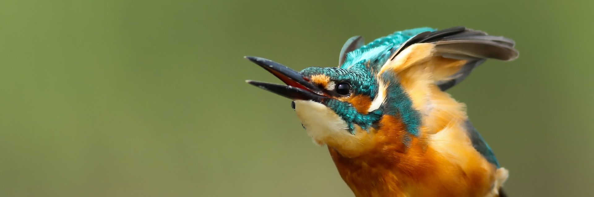 8-Day Tanzania Birding Safari | Endemic Birds & Trails